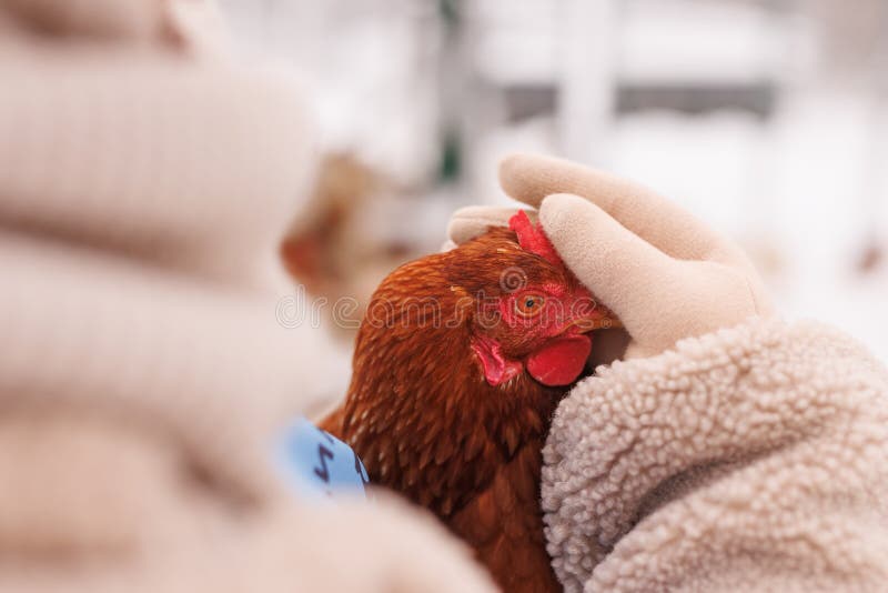 Farmer Hugs a Chicken in Winter and Warms it in His Hands, Caring for ...