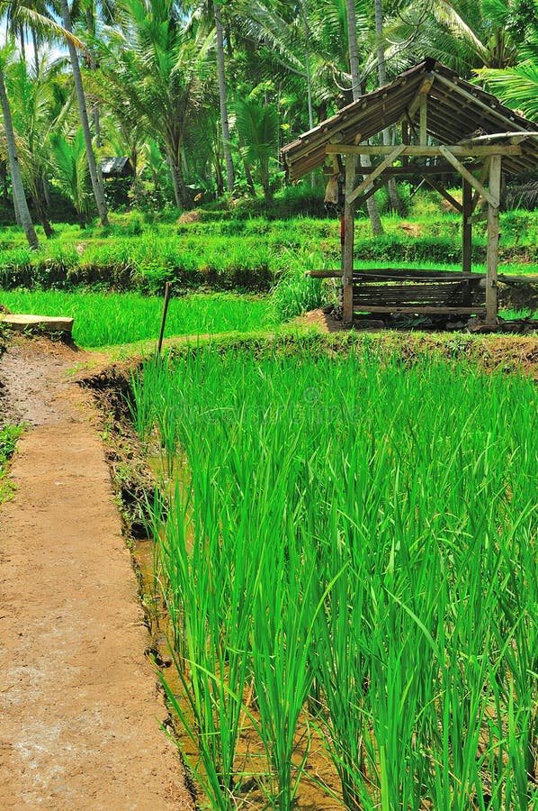 Hut And Shelter At Rice Paddy For Farmer Stock Image - Image of local ...
