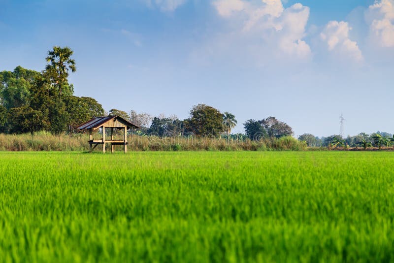 Farmer hut in rice field stock photo. Image of eastern - 28571844