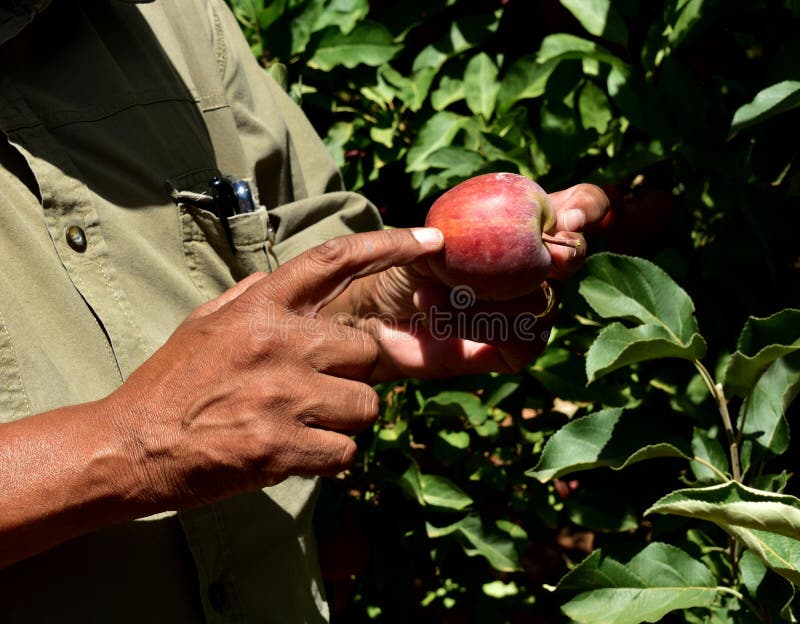 Farmer Indicating Damage on a Royal Gala Apple Stock Photo - Image of ...