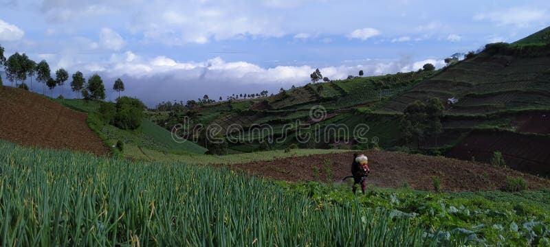 Farmer in indonesia editorial photography. Image of farmer - 221932992