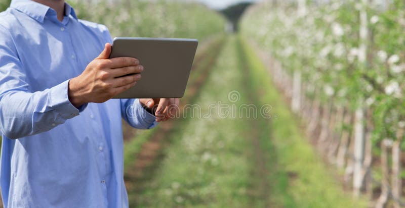 Farmer Inspecting Blooming Fruit Tree and Holding Digital Tablet in ...