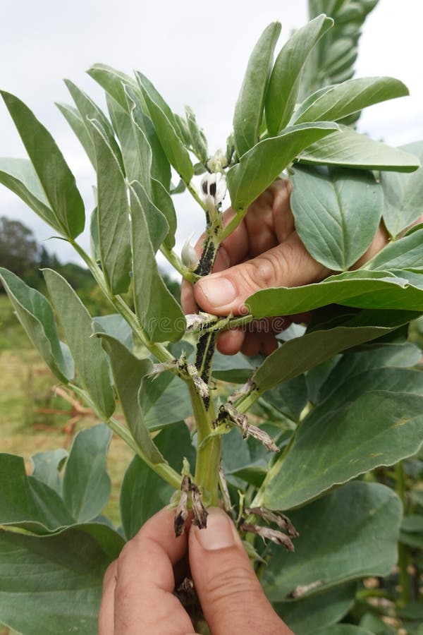 Farmer Examining Black Aphids Infesting Broad Bean Plant Stem Stock ...