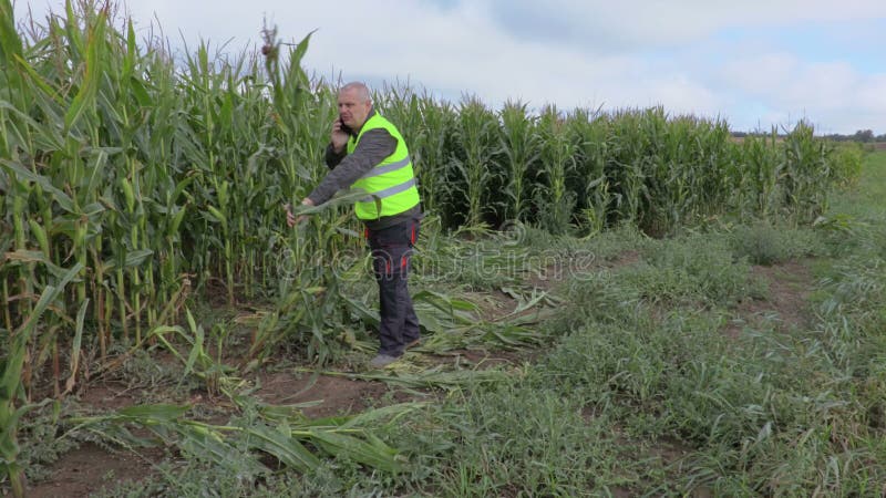 Farmer Inspecting Corn Quality during Harvest Stock Footage - Video of ...