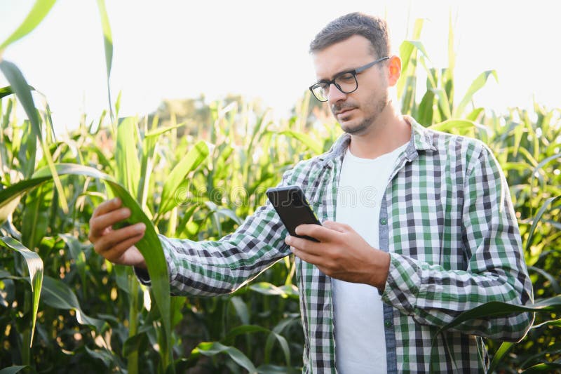 Farmer Inspecting Corn at His Field Stock Image - Image of computer ...