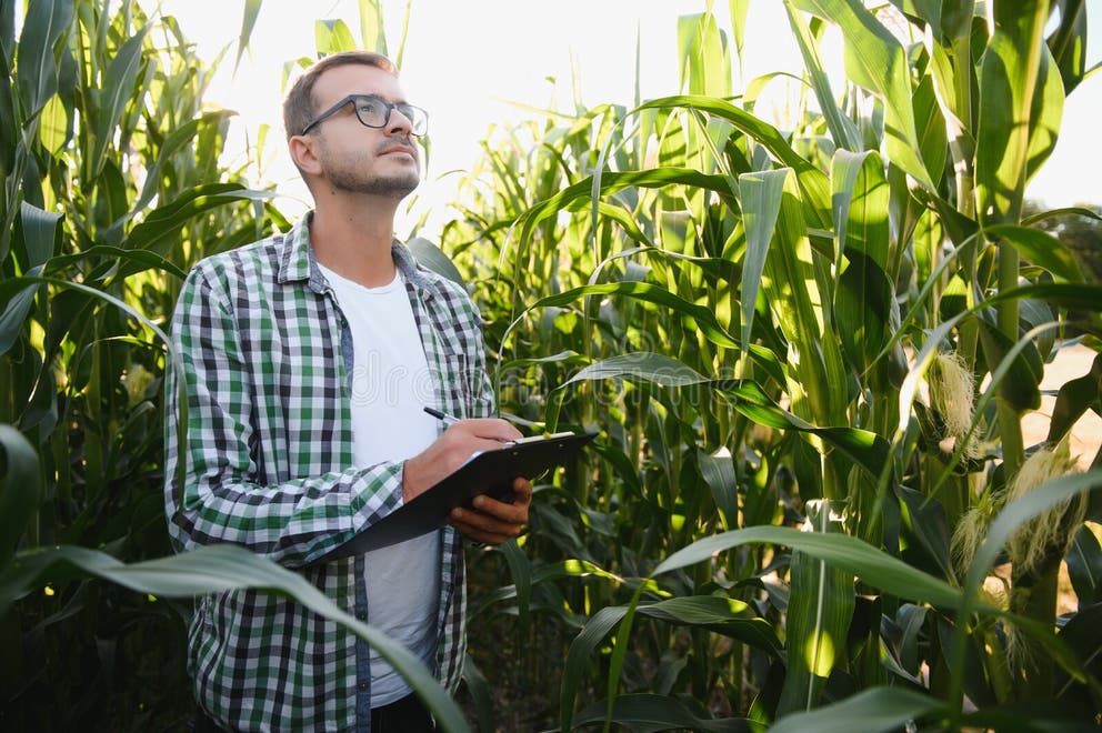 Farmer Inspecting Corn at His Field Stock Photo - Image of field ...