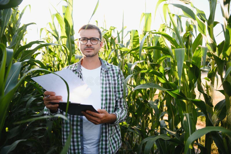 Farmer Inspecting Corn at His Field Stock Photo - Image of person ...