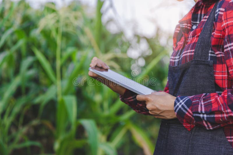Farmer Inspecting Corn at His Field,Plant Disease Analysis Using ...