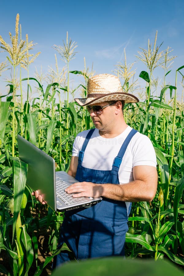 Farmer Inspecting Corn Plant Stock Image - Image of inspection, organic ...
