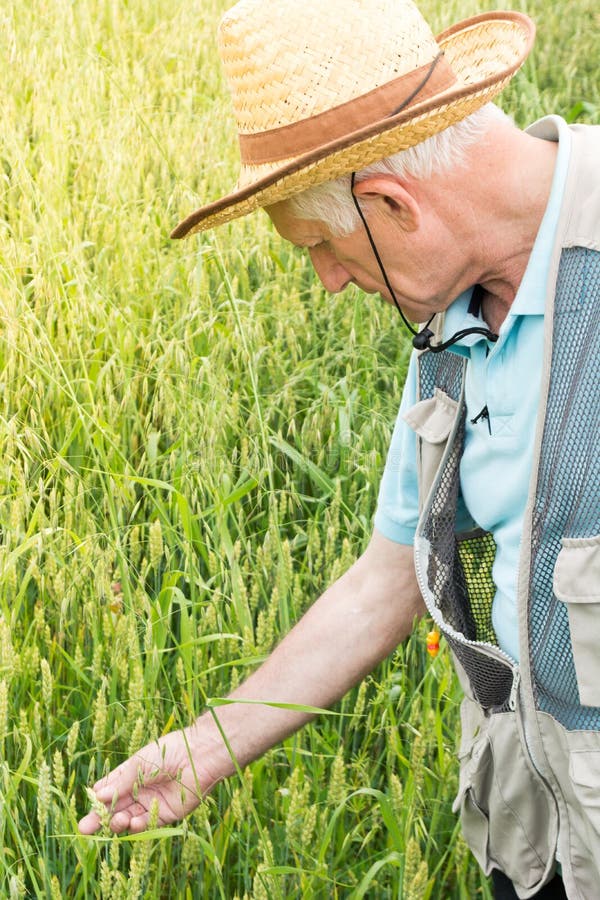 Agriculture, Farmer Inspecting Wheat Plant In Field Stock Photo - Image ...