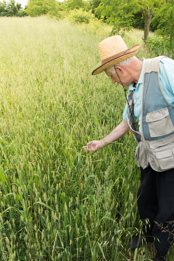 Farmer inspecting crops stock image. Image of expert - 72915943