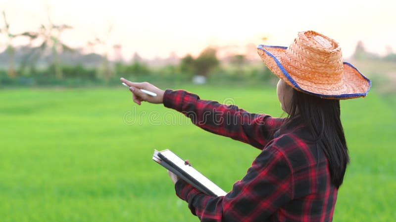 Farmer is Inspection the Progress of Rice in Rice Field. Stock Video ...