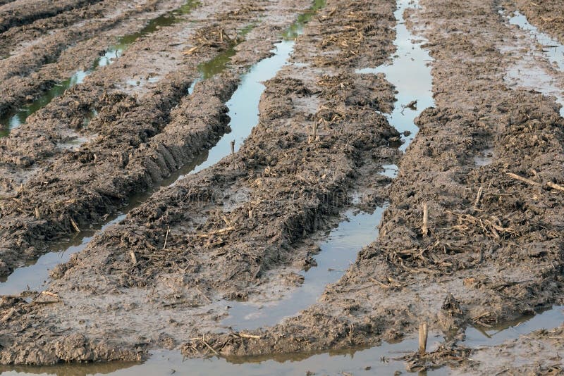 A Farmer Just Sow Plants the Ground in a Muddy Paddy Field Stock Photo ...