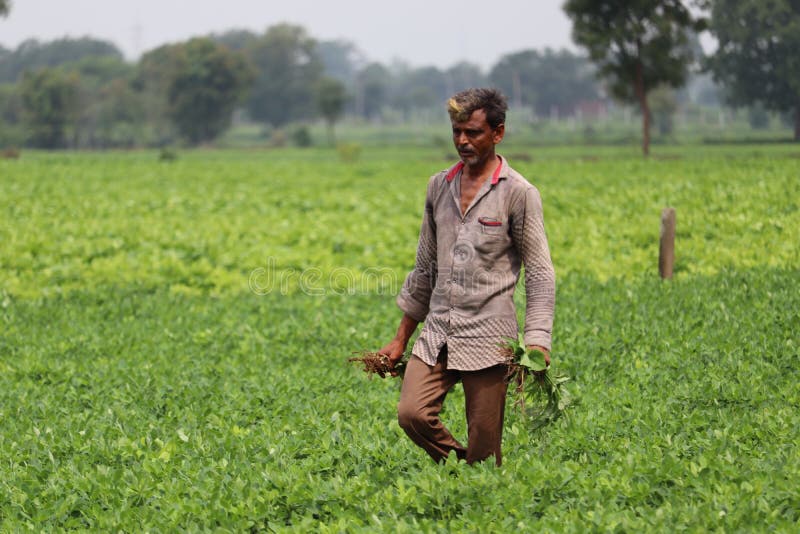 Farmer Labour Farming on the Field Background Blur.groundnut Field ...