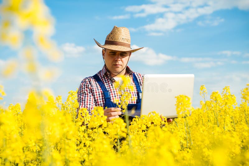 Farmer with Laptop in the Blooming Rapeseed Field Stock Image - Image ...