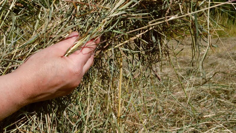 Farmer Lifting Hay from Stack with Hands in Field Stock Footage - Video ...