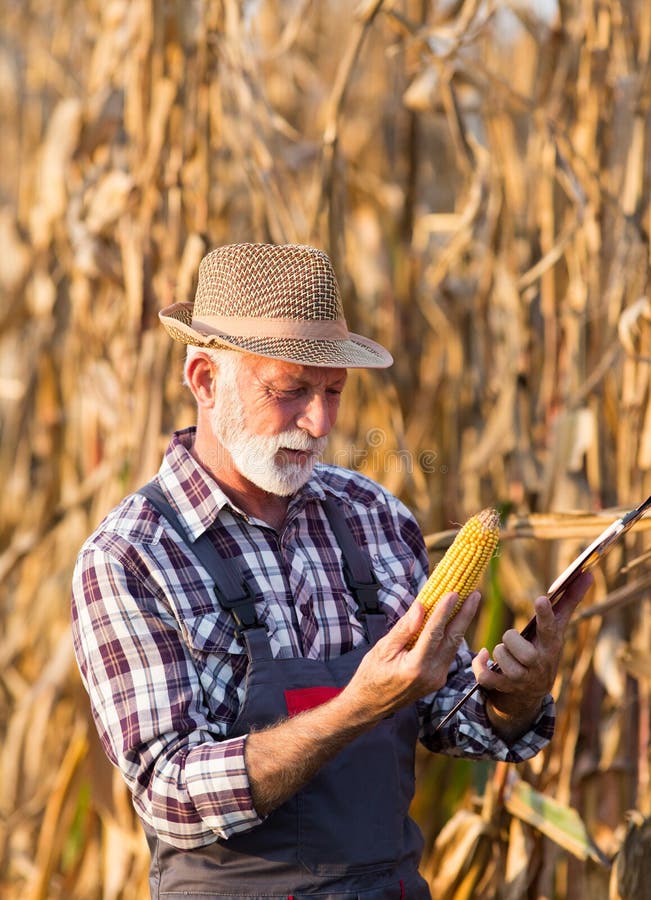 Farmer Looking at Corn Cob for Harvest Stock Photo - Image of hand ...