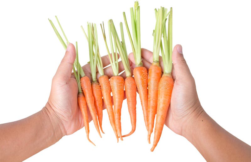 Farmer Looking Different Size Carrots on Hand Isolated Stock Photo ...