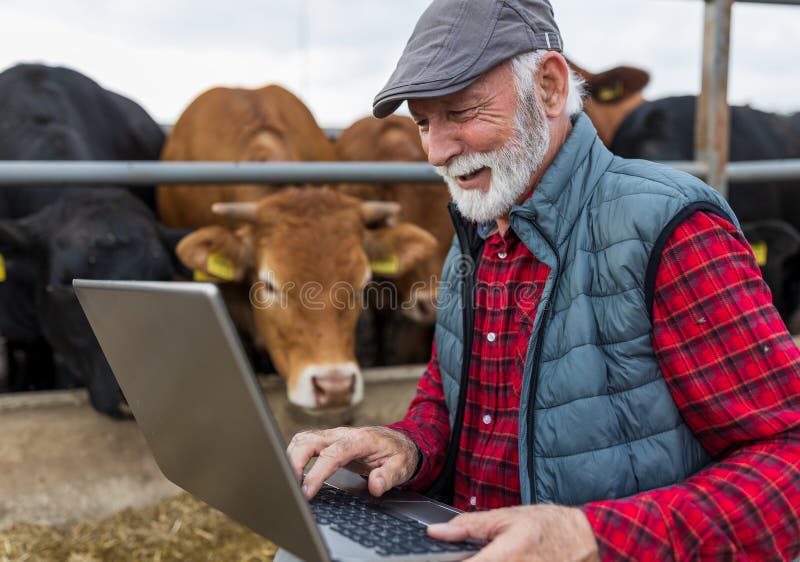 Farmer Looking at Laptop in Front of Cows Stock Photo - Image of ...