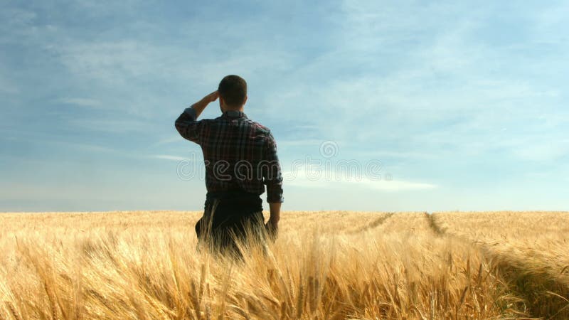 Farmer Looking at His Organic Vegetables on a Plantation on Sunset ...