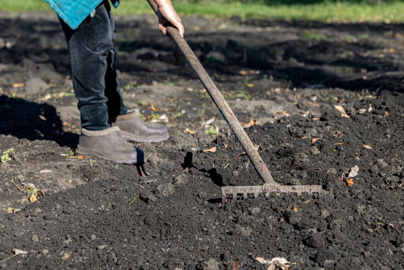 The Farmer Loosens the Soil with a Rake in the Garden Stock Photo ...