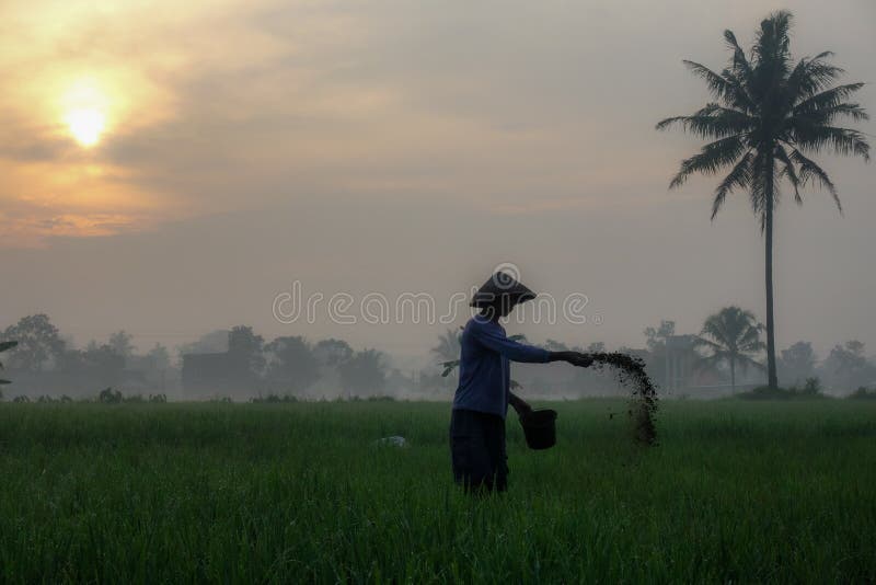 Farmer in Magelang Central Java Indonesia, Spreading a Fertilizer on ...