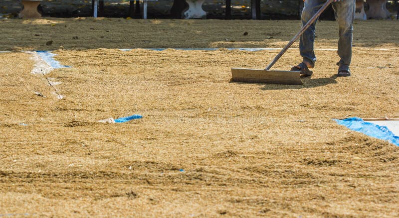 Farmer make dry rice grain stock photo. Image of nutritional - 167235136