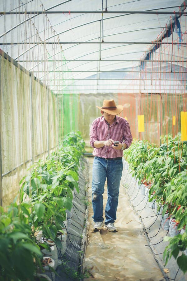 Farmer Man in Chilli Pepper Stock Photo - Image of growing, vegetable ...