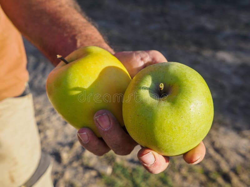 Farmer Man Hands Catching a Green Apple Stock Photo - Image of color ...