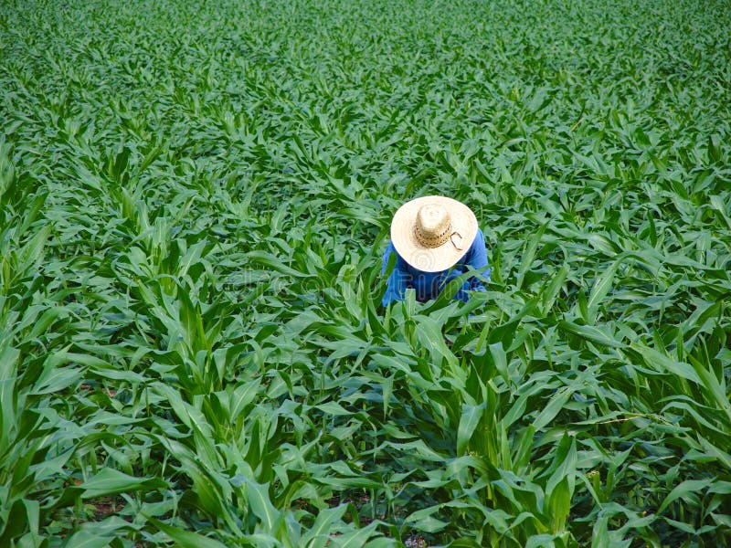 Farmer Man Harvesting Corn in Plantation Stock Photo - Image of food ...