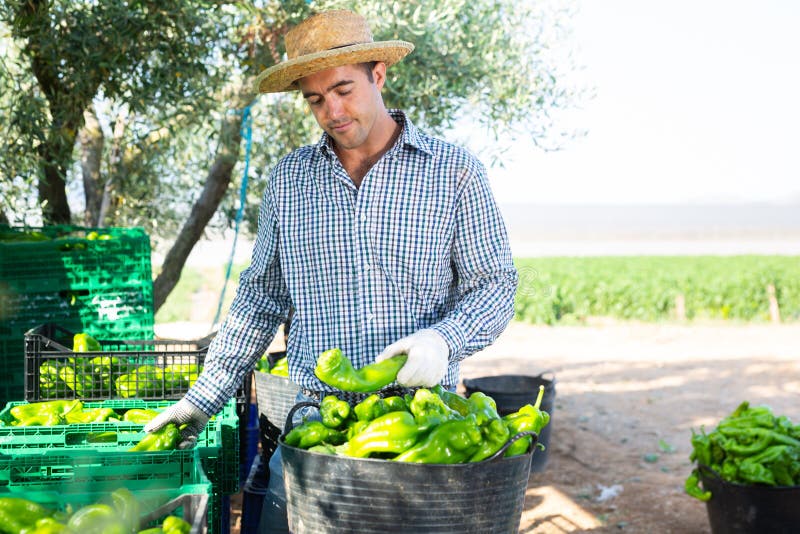 Farmer Man Sorting Bell Peppers in Farm Backyard after Harvest Stock ...