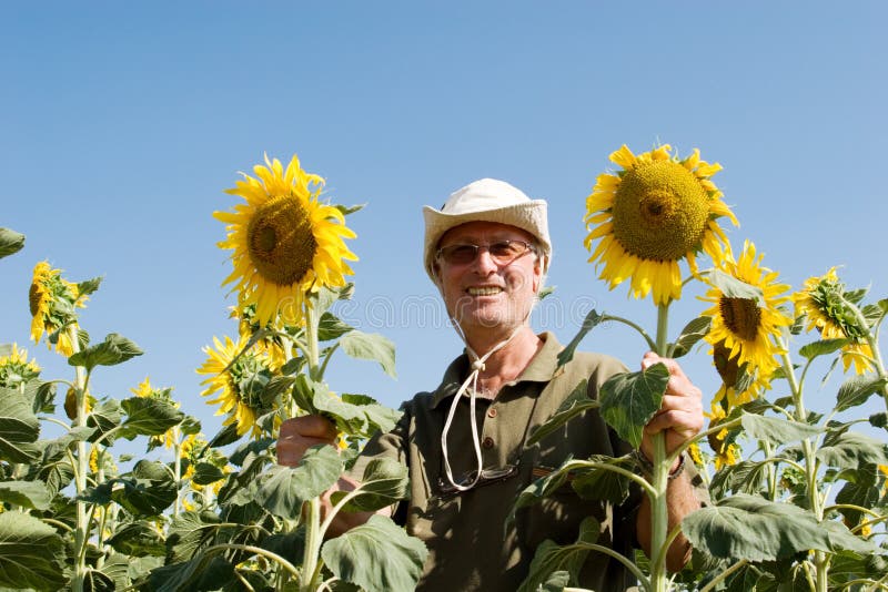 Farmer man with sunflowers stock image. Image of farming - 6793247