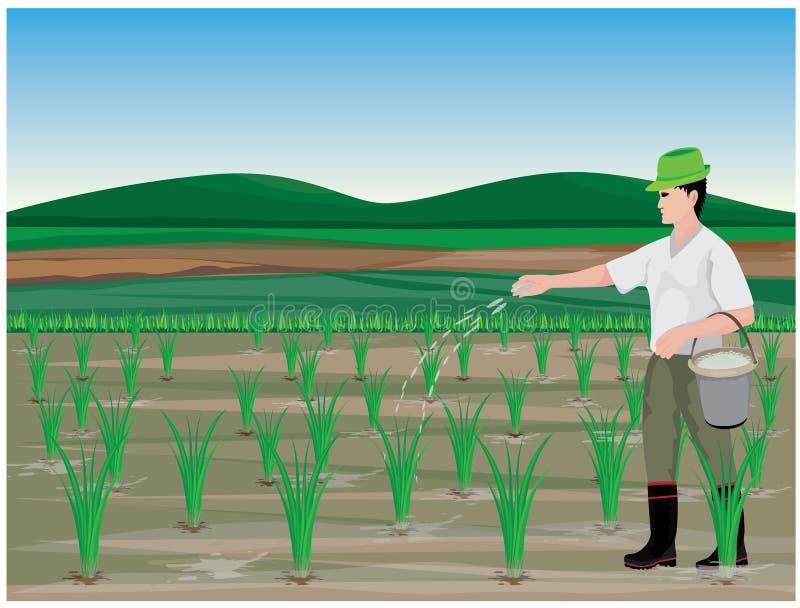 Farmer Manure into Rice Plant in Paddy Field Stock Vector ...