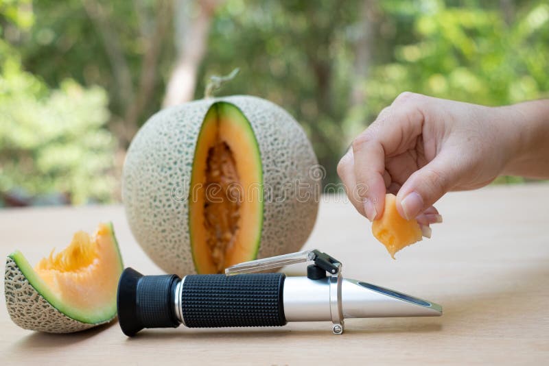 Measures the Sugar Content of the Organic Melon with Brix Refractometer ...