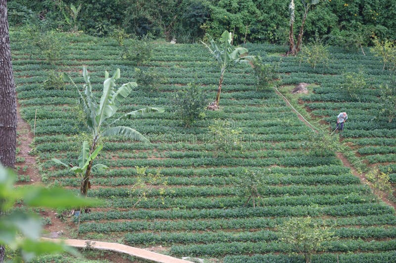 Farmer in the Middle of Lembang Vegetable Field at Noon Stock Photo ...