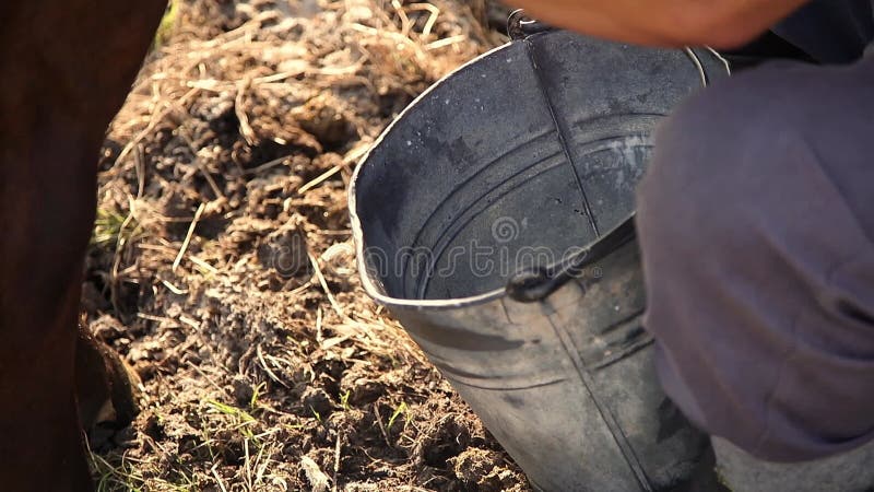 Farmer Milking Cow by Hand in the Yard, Side View of the Milk Falling ...