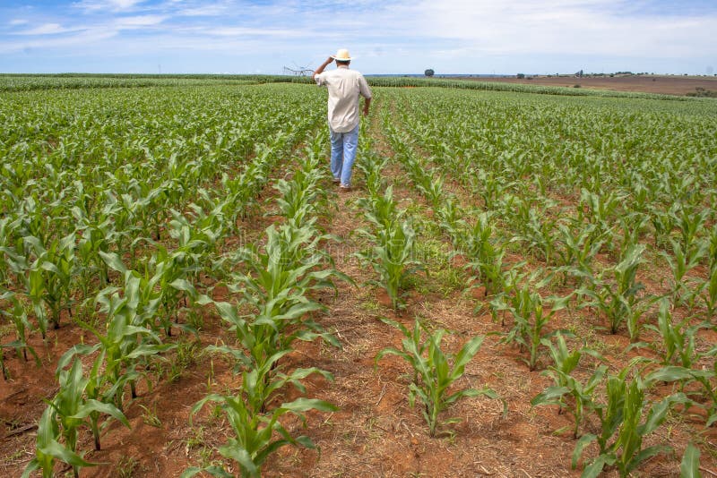 Farmer editorial stock image. Image of agriculture, cornfield - 63134124