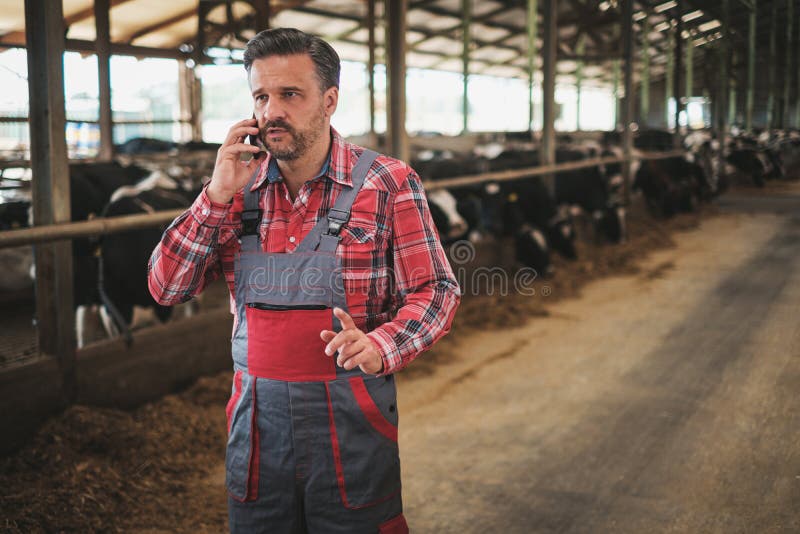 Farmer with a Mobile Phone in a Cowshed on a Dairy Farm. Stock Image ...