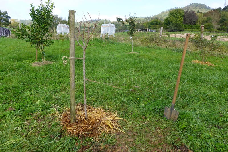 Farmer Mulching Young Fruit Trees in Orchard Using Straw and Shovel ...