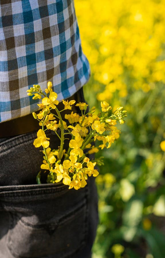 Farmer in Mustard Field. Selective Focus Stock Image - Image of ...