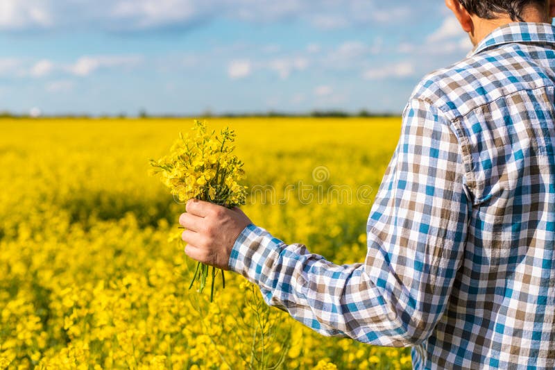 Farmer in Mustard Field. Selective Focus Stock Image - Image of sitting ...