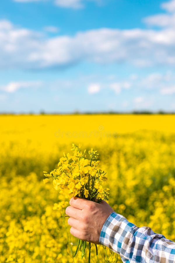 Farmer in Mustard Field. Selective Focus Stock Photo - Image of scene ...