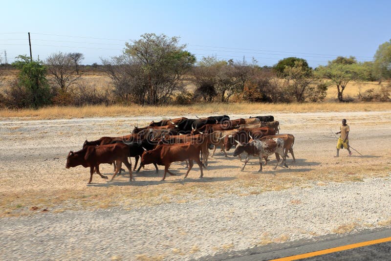 Farmer in Namibia with His Cows Stock Image - Image of namibia ...