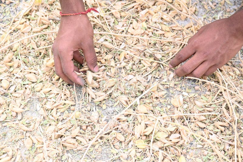 Farmer Opens Chickpea Pod in the Field. Stock Photo - Image of ...