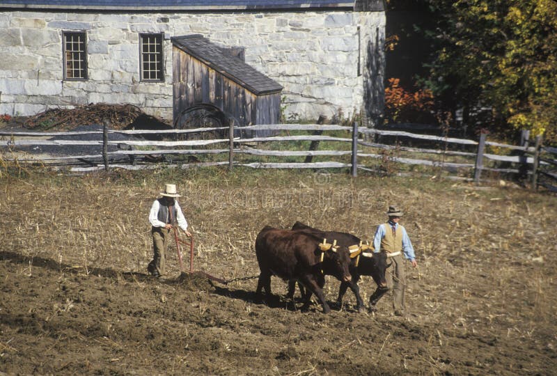 Oxen stock photo. Image of williamsburg, snout, animal - 6201842