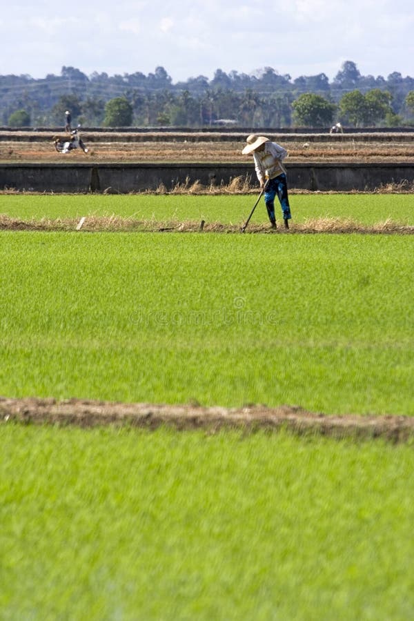 Farmer at Paddy Field stock photo. Image of field, economy - 920032