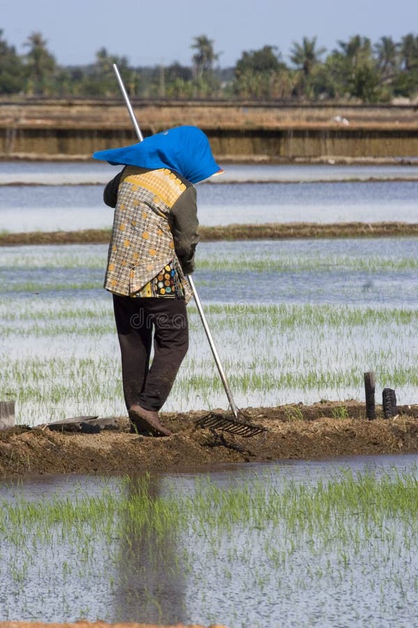Farmer at Paddy Field stock photo. Image of holiday, manual - 920034