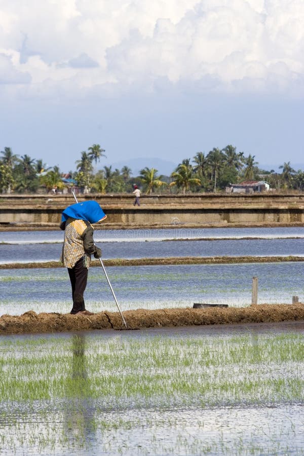 Farmer at Paddy Field stock image. Image of farmlabour - 920035