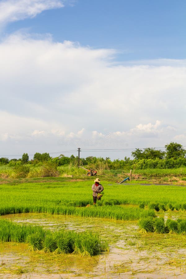 Farmer paddy fields stock image. Image of fresh, growth - 41060593