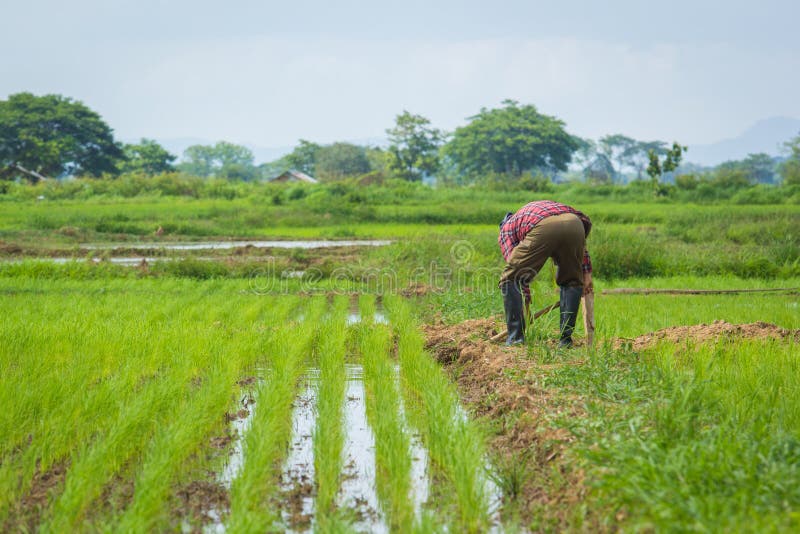 Farmer on the paddy rice stock image. Image of agriculturist - 91110827